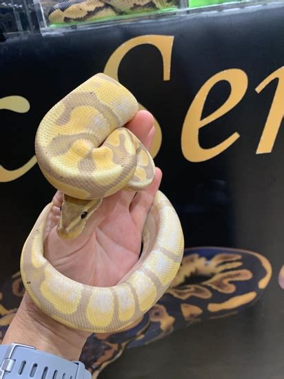 banana pastel pos od cypress female maker ball python by edenic serpent