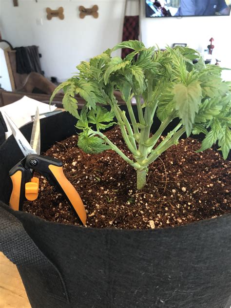 Short And Stacked Nodes Rmicrogrowery