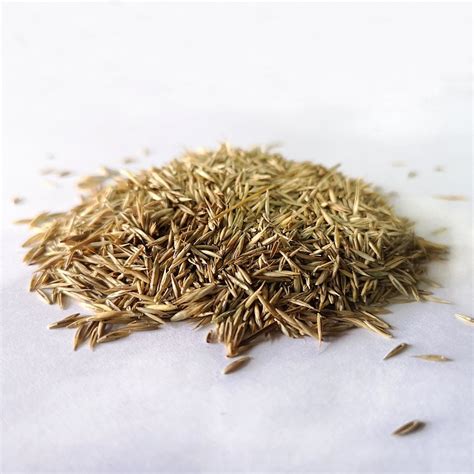 Grass Seed Fast Eѕtаblіѕhmеnt Fast Uk Delivery Collection