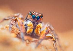 Are Jumping Spiders Poisonous Insectek Pest Solutions