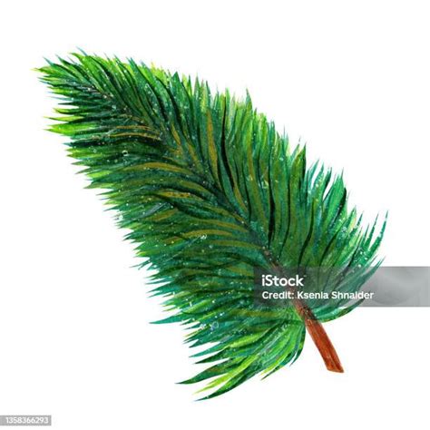 수채화 소나무 나뭇 가지 손으로 그린 그림 크리스마스 클립 아트 녹색 수엽 나뭇 가지 상록 식물 원소 가문비 나무 스프리그 장식 카드 의 디자인 직물 웹을위한 축제 개념