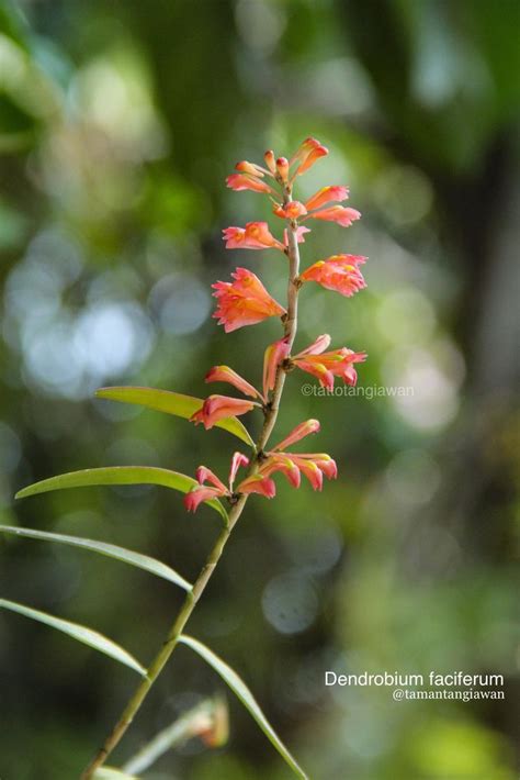 Dendrobium Faciferum Orchid
