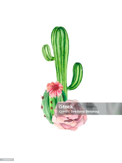 흰색 배경에 고립 된 녹색 육즙 선인장과 분홍색 돌 꽃의 수채화 구성 자연 사막 식물을 테마로 장식과 일러스트레이션을 위한 식물 드로잉 0명에 대한 스톡 벡터 아트 및 기타