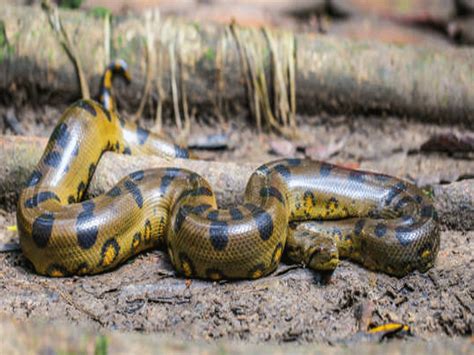 snake sex No male anaconda can force female anaconda मद अनकड स कई नर नह कर सकत