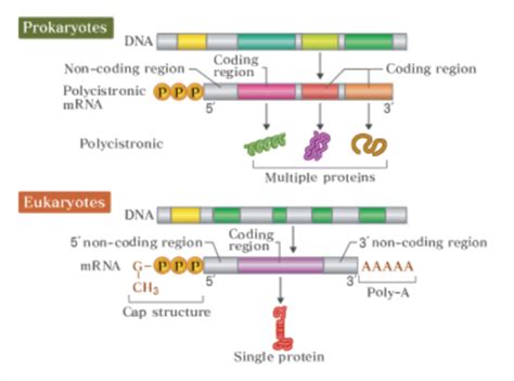 Lec51 Rna Transcription Flashcards Quizlet