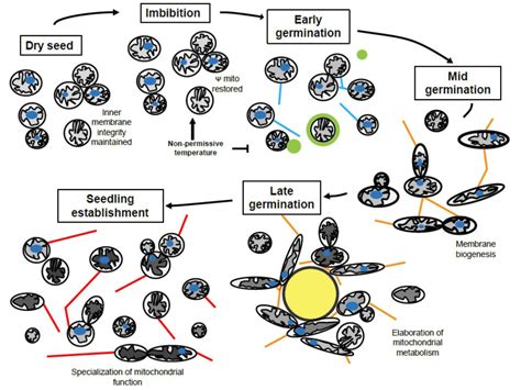 Mitochondrial Dynamics During Germination Plantae