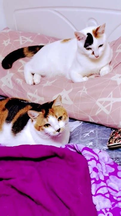 귀여운 아기고양이 Youtube