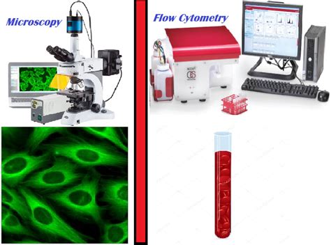Microscopy Vs Flow Cytometry