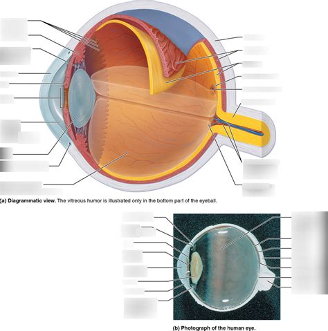 Figure 15 4 Diagram Quizlet