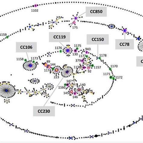 population snapshot the eburst diagram shows the clusters of linked