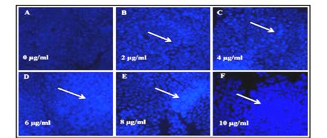 Dapi Staining Of Ht 29 Cells Ht 29 Cells Were Treated With Ato 0