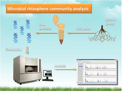 Biochar Root Growthandrhizospherecommunities Linkedi Ppt Biochar Root Growthandrhizospherecommunities Linkedi Ppt