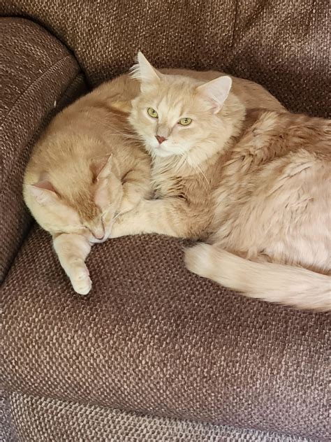 My Two Derpy Bois Being Adorable Roneorangebraincell