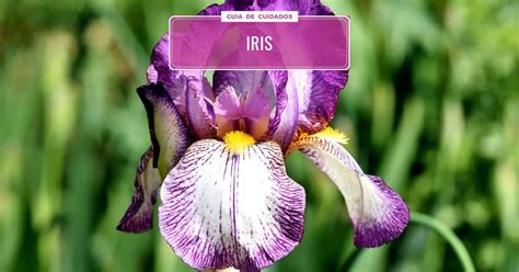 Iris Cuidados Cultivo Y Multiplicaci N Del Iris O Lirios Ficha