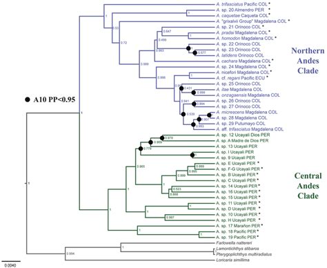 Species Tree Inferred From The Concatenated Dataset Of Mitochondrial