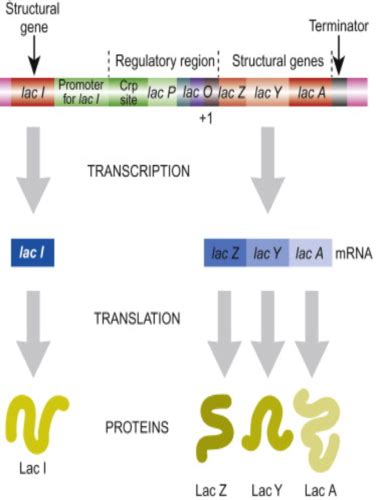 Computer Fundamentals Part 2 Flashcards Quizlet