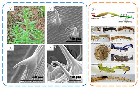 Biomimetic Structure And Surface For Grasping Tasks