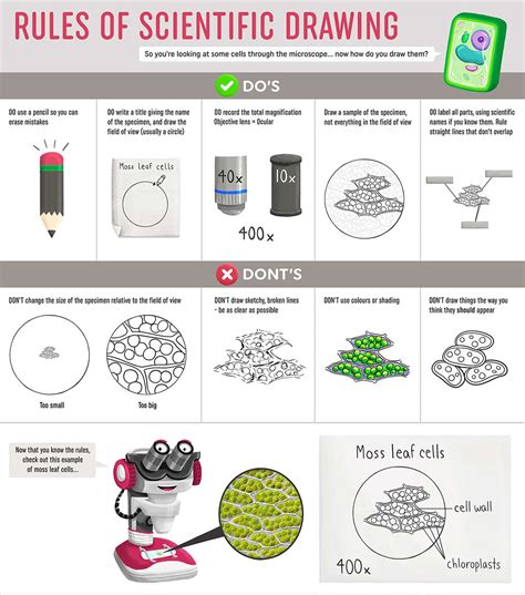 Light Microscope Drawing Worksheet