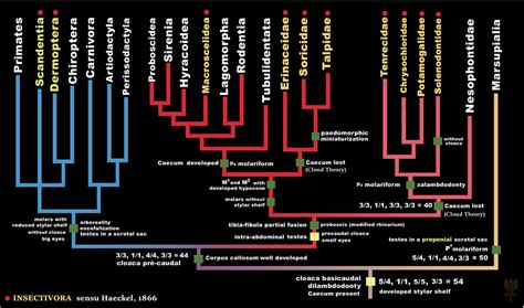 Filogenia De Eutheria Phylogeny Of Eutheria A Photo On Flickriver