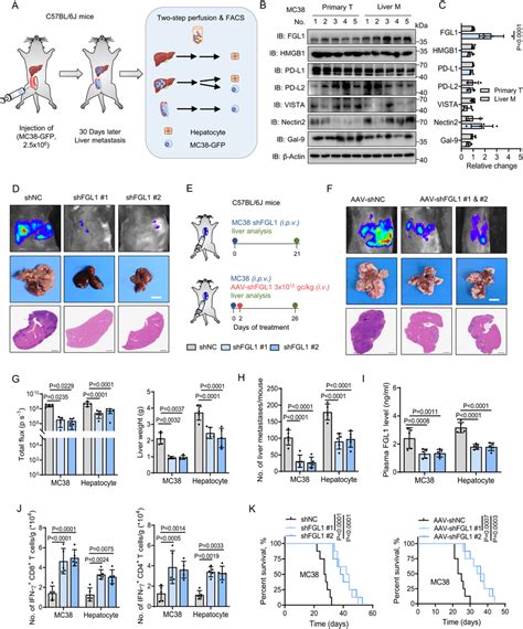 Fgl1 Facilitates The Progression Of Colorectal Cancer Through Download Scientific Diagram