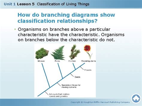 Unit 1 Lesson 5 Classification Of Living Things Unit 1 Lesson 5 Classification Of Living Things