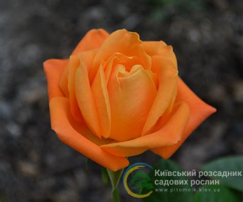 Роза Вуду | саженцы оранжевой розы в Украине