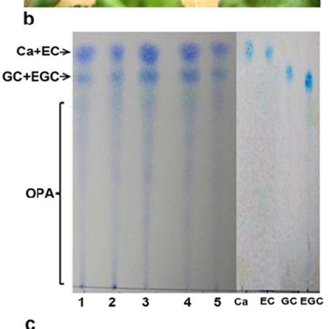 Hplc Profiling Of Flavan 3 Ols And Tlc Analysis Of Proanthocyanidins In Download Scientific
