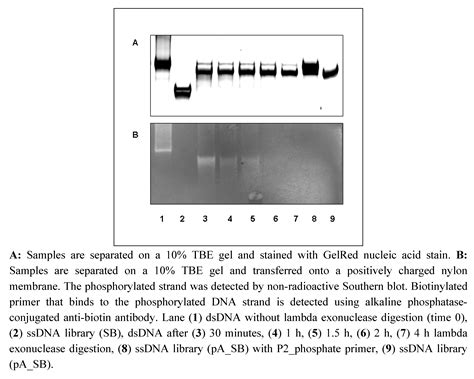 Upgrading Selex Technology By Using Lambda Exonuclease Digestion For Single Stranded Dna Generation