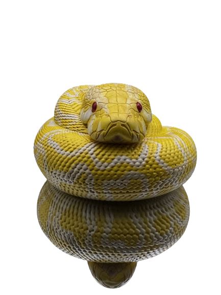 Python Molurus Bivittatus Albino” Herpinges
