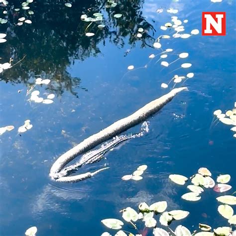 Alligator Seen Dragging Huge Python Stuns Tour Guides In Floridas