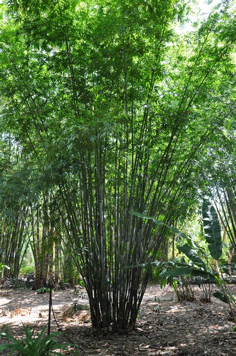 Bamboo Varieties Australia Our Bamboo In Stock