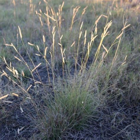 Hachita Blue Gramagrass Douglass King Seeds