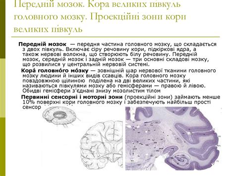 Довгастий мозок та вароліїв міст презентация онлайн