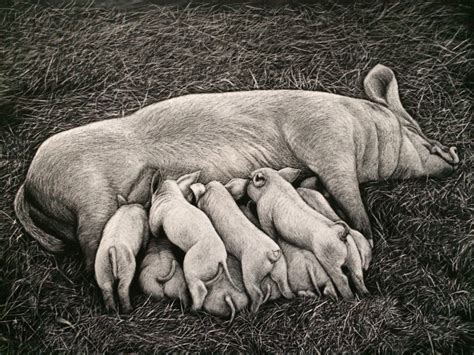 李子哥刮画作品《九胞胎》李子哥 站酷zcool