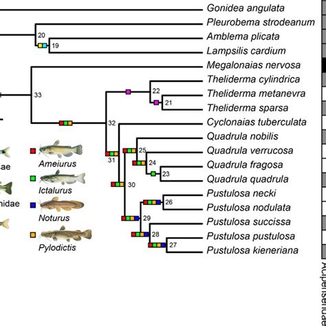 Revbayes Reconstruction Of Host Repertoire Evolution Along The Time