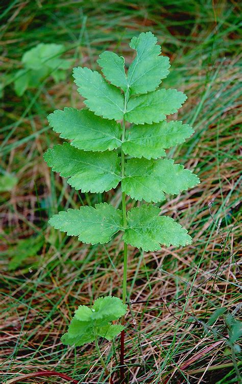 Wild Parsnip Weed Identification Guide For Ontario Crops Ontario Ca