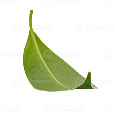 Fresh Green Leaf Png Transparency 41444136 Png
