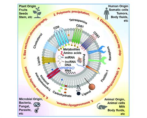 schematic representation of the different sources of evs various ev