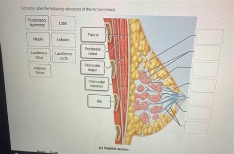 solved correctly label the following structures of the