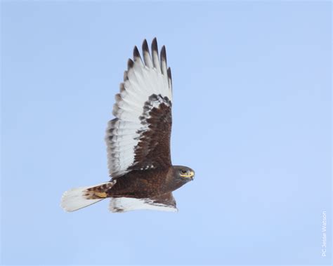 Ferruginous Hawk Size