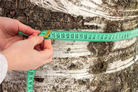 Tree Surveys Robertsons Tree Care