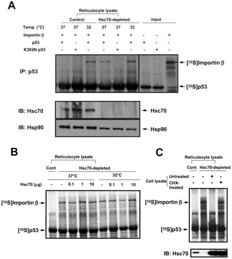 A Model For Subcellular Localization Of P53 Val 135 Regulated By Download Scientific Diagram