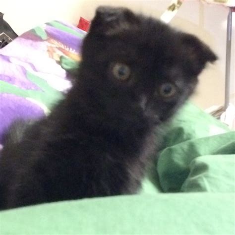 Создать мем кошка шотландская вислоушка котята британцы Картинки Meme