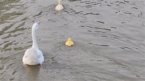 Video Kaushik Kumar Cipd On Linkedin Entrepreneurship Entrepreneurlife Gratitude