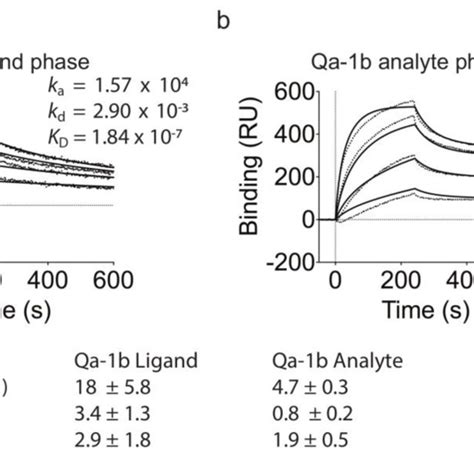 Qa 1b Binds Cd8 With High Affinity A Binding Of Decreasing