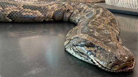 Florida Python Sets New State Record At Almost 18 Feet 215 Pounds Rnews