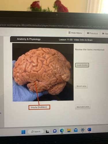 Nervous System Flashcards Quizlet