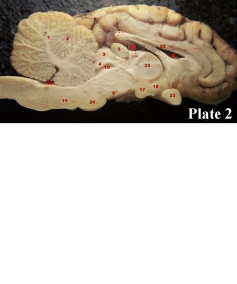 Solved Question 4 Identify the parts of the sheep | Chegg.com