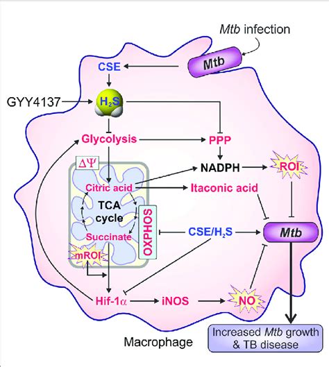 H 2 S Reprograms Carbon Metabolism In Mtb Infected Macrophages Mtb