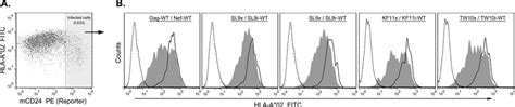 Preserved Downregulation Of Hla I By Modified Nef Proteins In Download Scientific Diagram